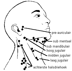 Het hoofd/hals gebied